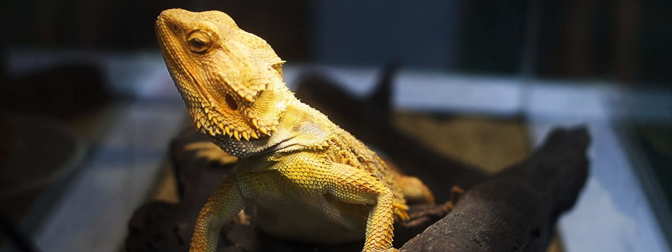 Reptiles - Animalerie Boutique